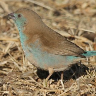 Birding Trip Report: Kameelfontein