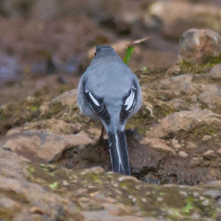 Out of range Mountain wagtail at Groenkloof