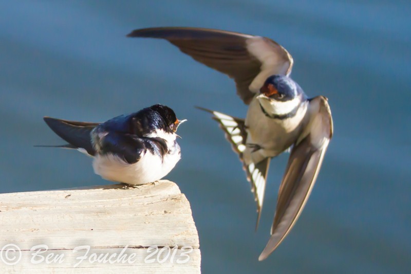 Rietvlei Nature Reserve Birding Photo Gallery