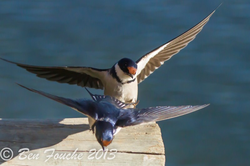 Rietvlei Nature Reserve Birding Photo Gallery