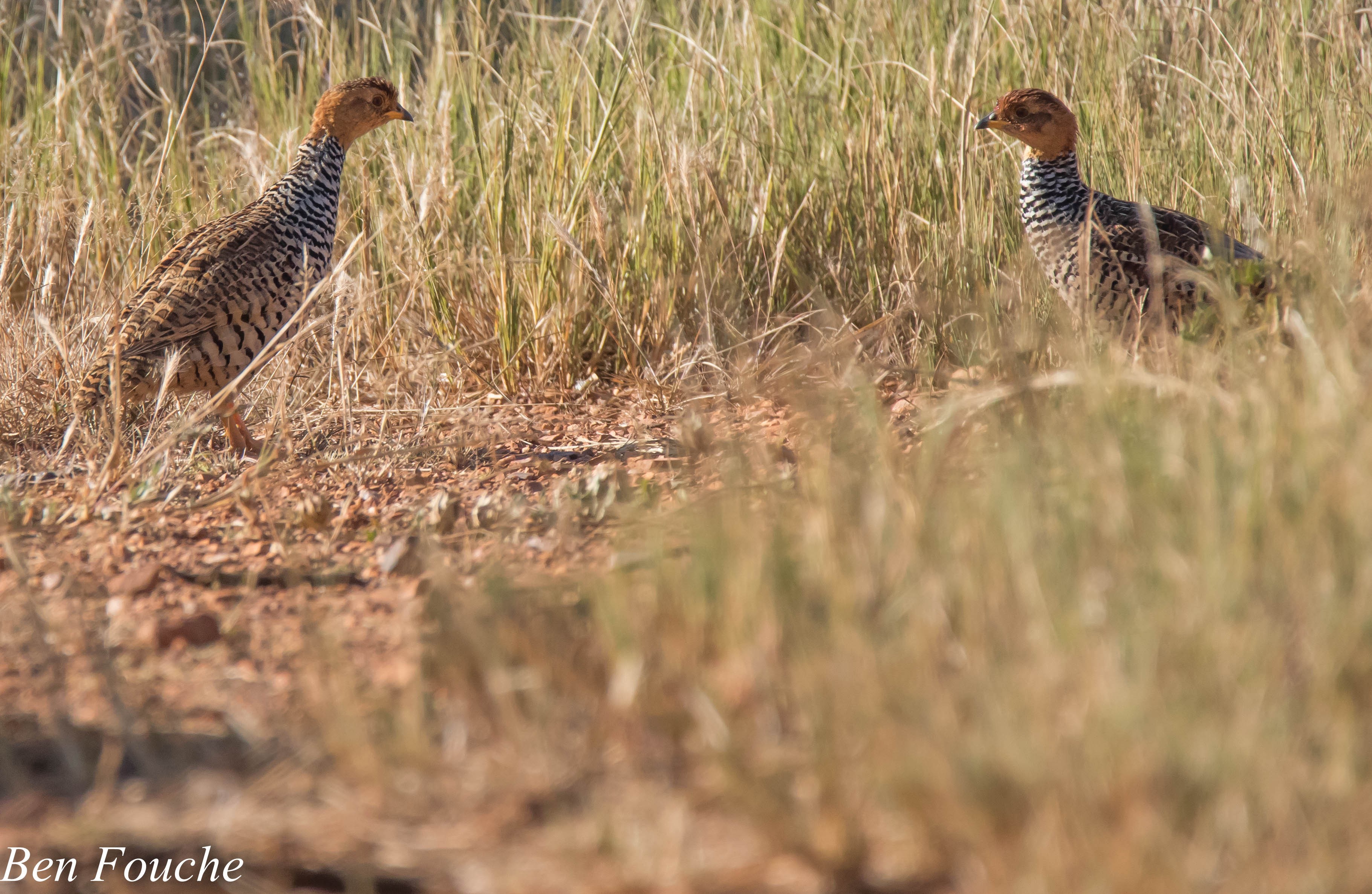 Coqui Francolin, beautiful bird and fierce warrior!