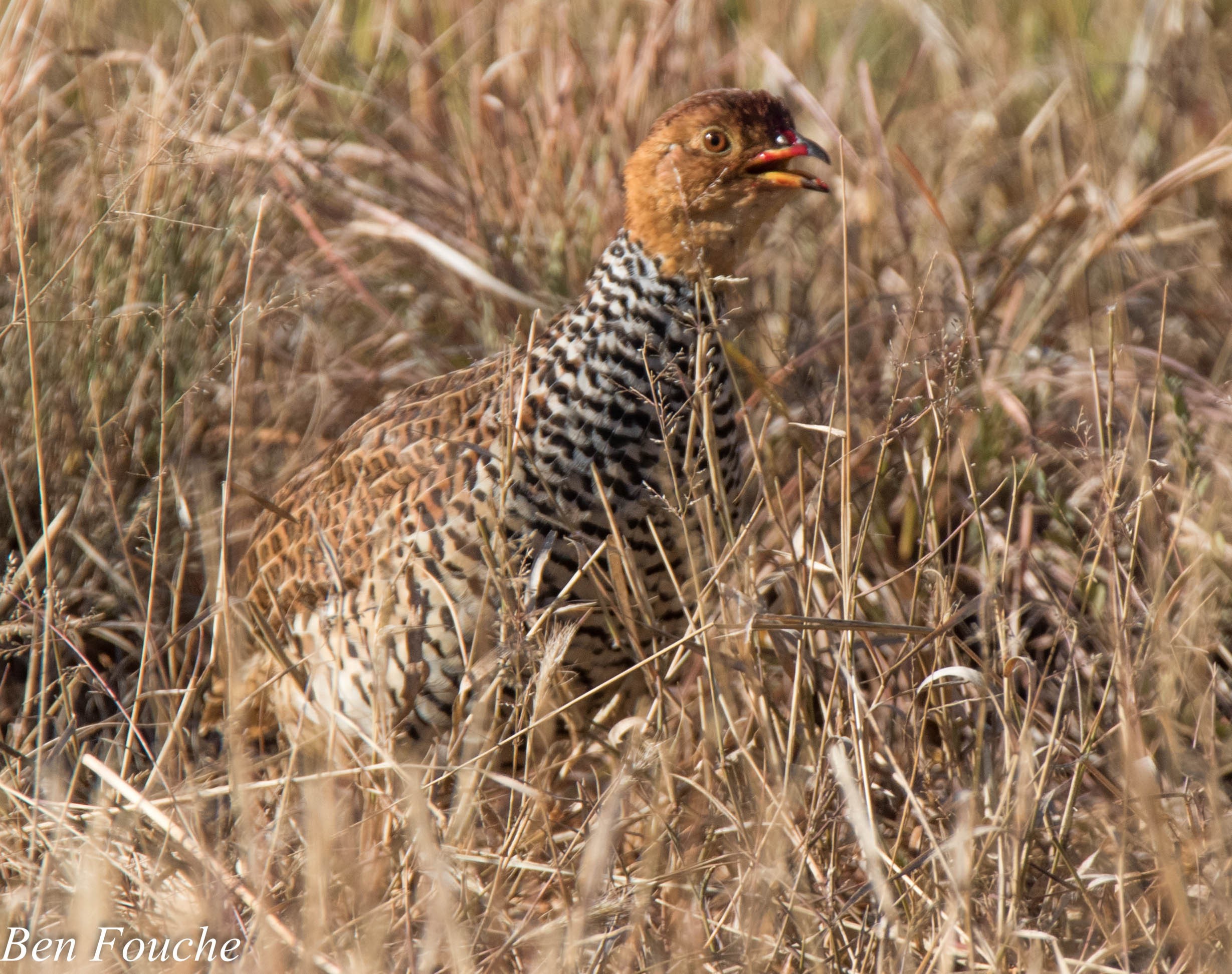 Coqui Francolin, beautiful bird and fierce warrior!