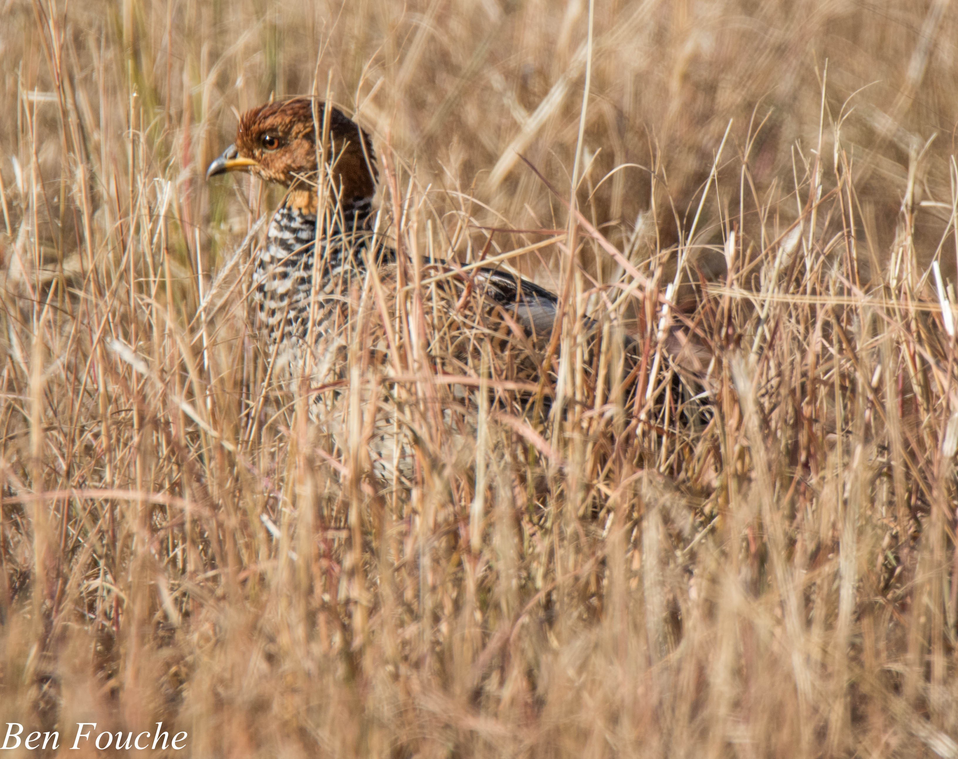 Coqui Francolin, beautiful bird and fierce warrior!
