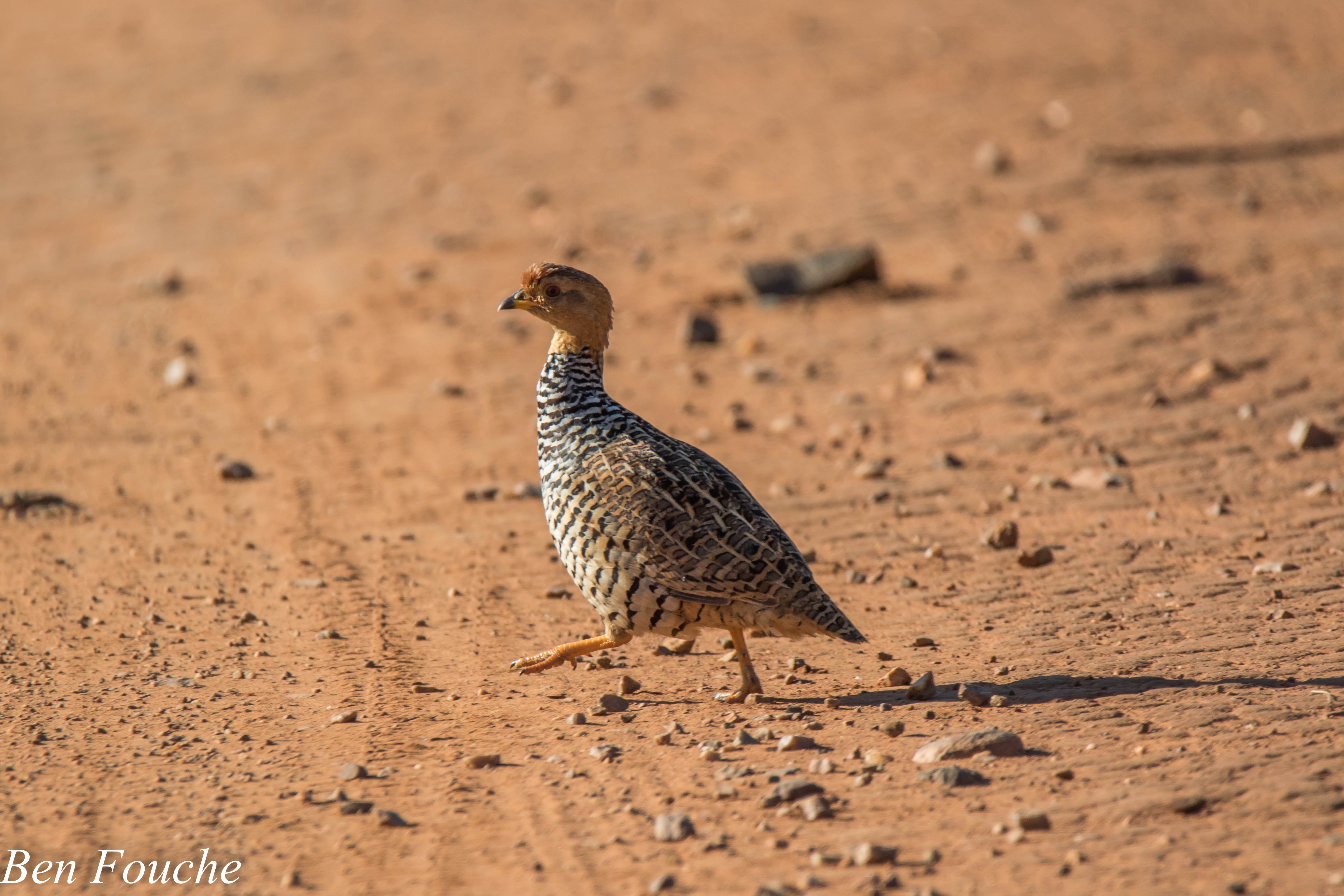 Coqui Francolin, beautiful bird and fierce warrior!