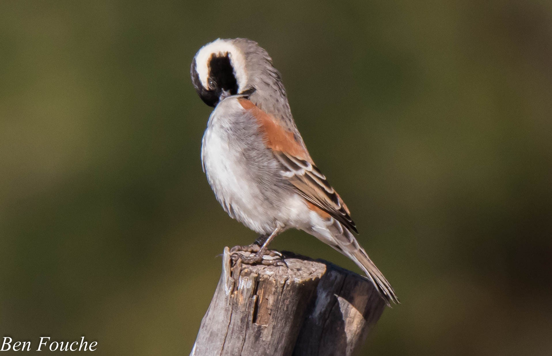 Cape Sparrow, Gewone Mossie, (Passer melanurus)