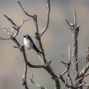 Birding outing to Luiperdskloof Trip Report - 21 May 2016 - Birdwatcher