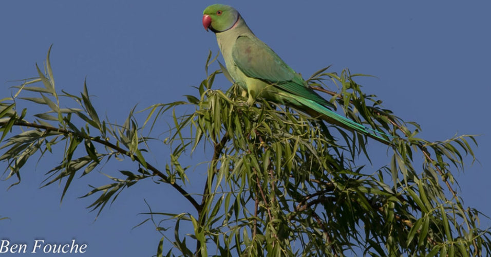 Rose-ringed Parakeet, Ringnekparkiet, (Psittacula krameri) - Birdwatcher
