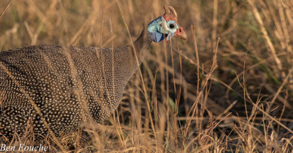 Gewone Tarentaal, (Numida meleagris) - Birdwatcher