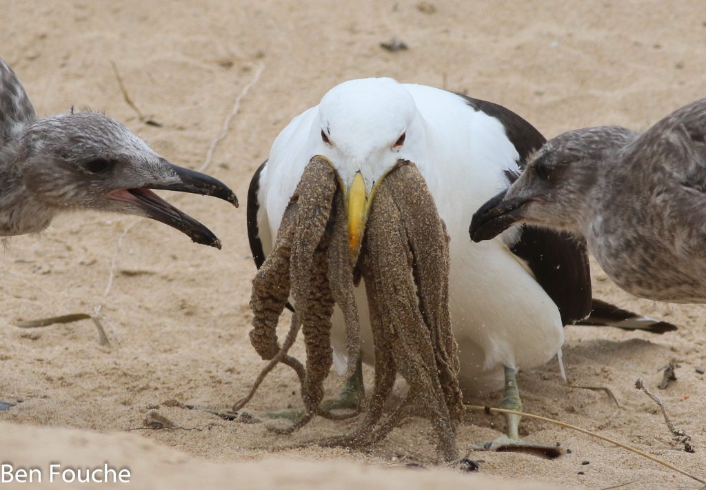 Kelp Gulls on Garden Route, feeding on octopus - Birdwatcher