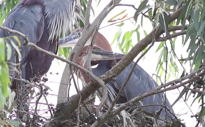 Birding News Blog by www.irdwatcher.co.za - Birding in South Africa