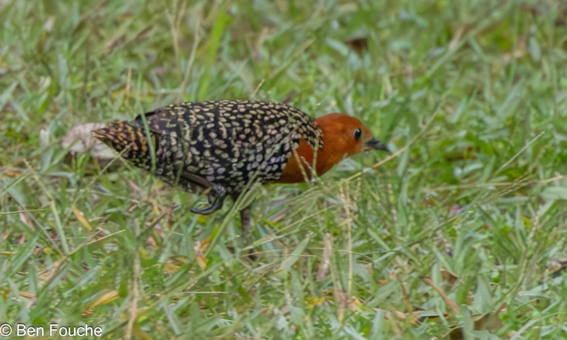 Buff-spotted Flufftail on the Garden Route - Birdwatcher
